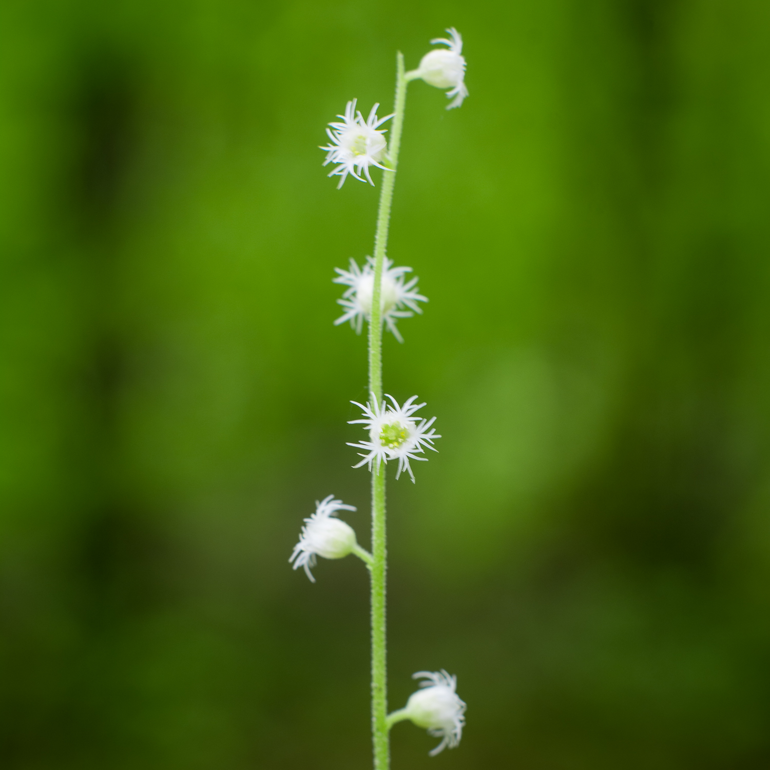 Mitella diphylla Two-leaved Mitrewort – Swallowtail Native Plants